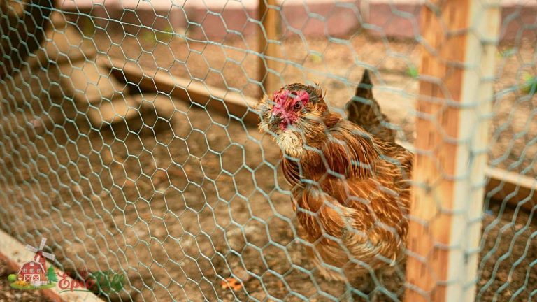 How To Make A Chicken Coop With Chicken Wire? - Epic Vill