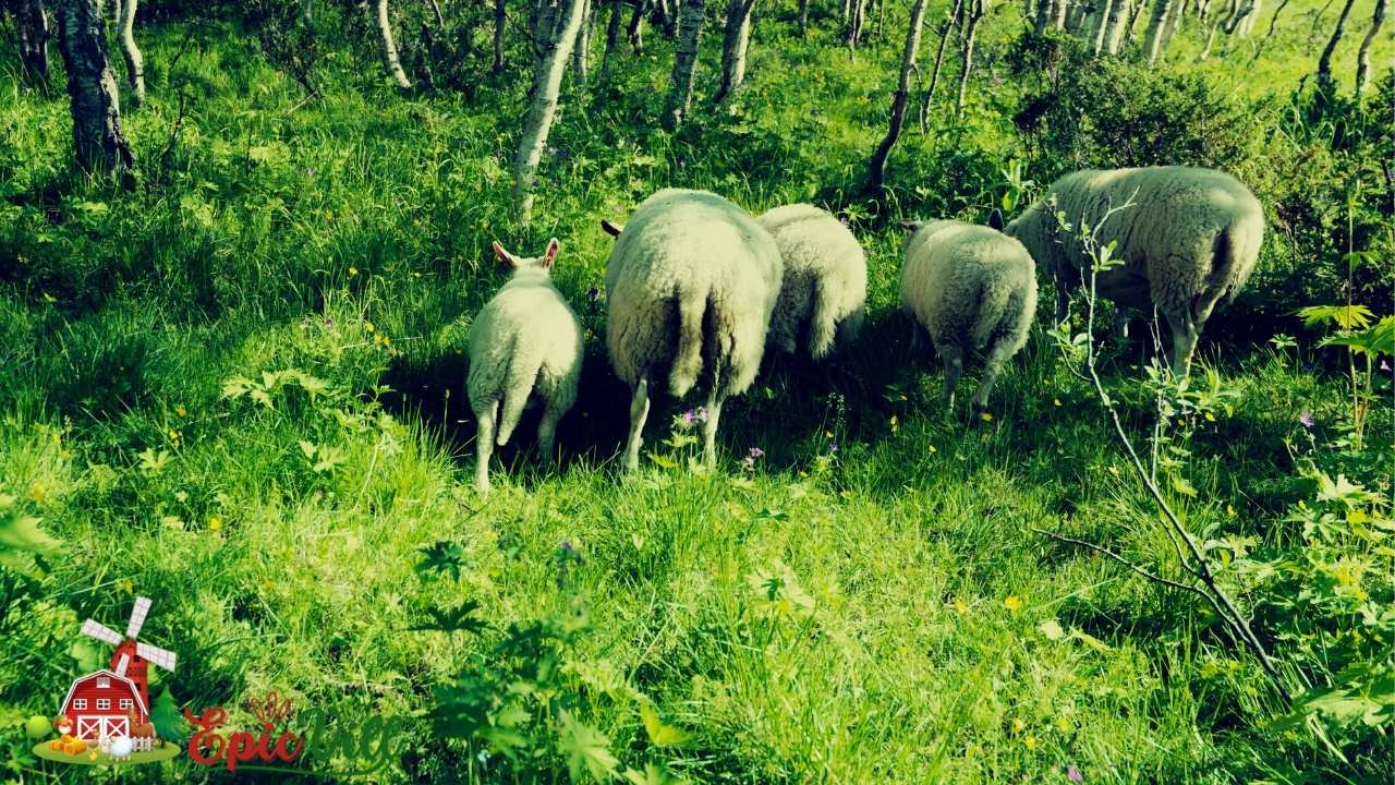 What Is The Most Low-Maintenance Farm Animal? - Epic Vill
