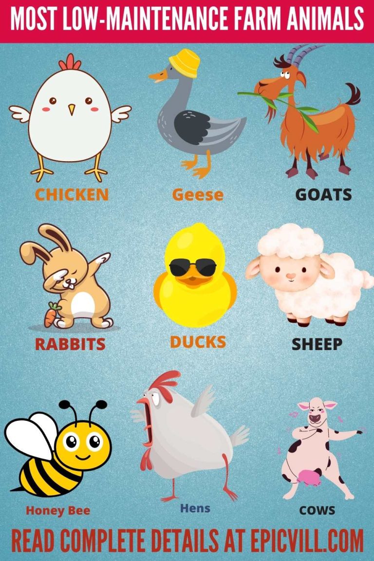 What Is The Most Low-Maintenance Farm Animal? - Epic Vill