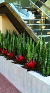 24 Stylish Snake Plant Setups - Epic Vill