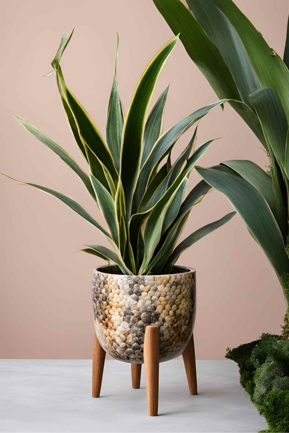 24 Stylish Snake Plant Setups - Epic Vill